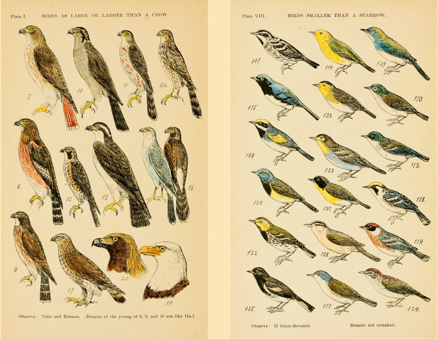 Vintage Bird Book Pages, Fussy Cut Birds DIGITAL DOWNLOAD Junk Journal ...