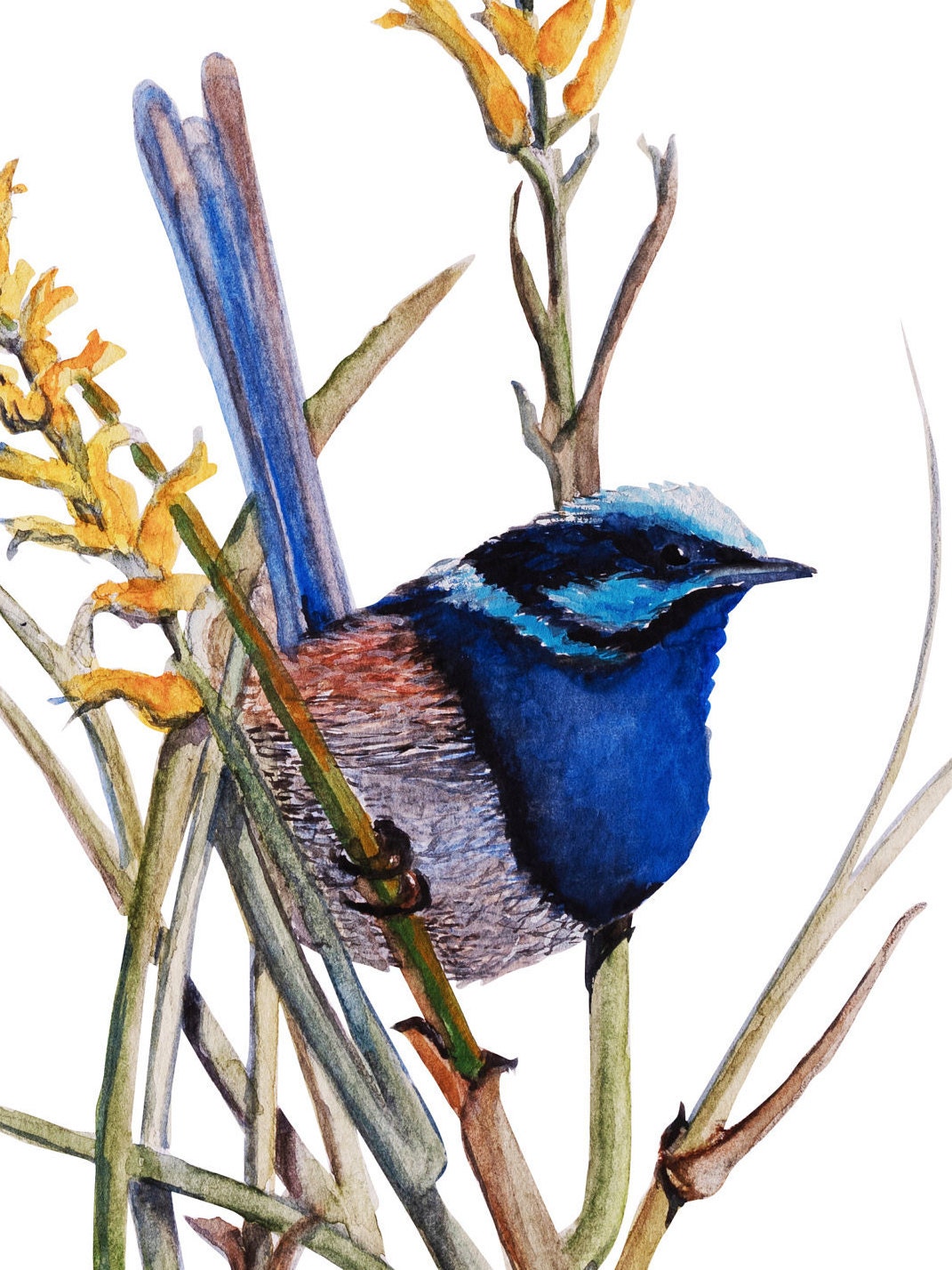 Mr Blue Fairy Wren digital Art Print A3, A4 & A5 - Etsy
