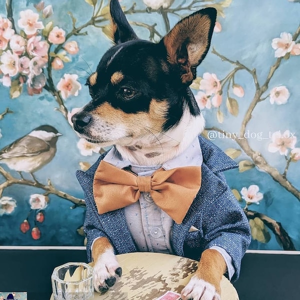 Custom Dog Clothes - Etsy