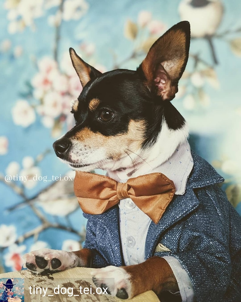 Dog Outfit Designer Dog Clothes Dog Wedding Attiredog Ring - Etsy