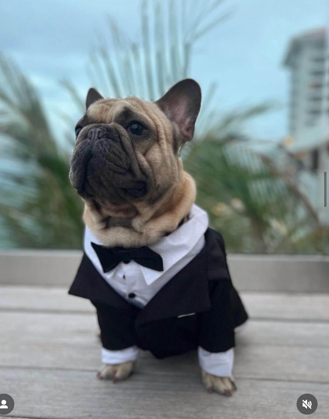 Custom Bulldog Tuxedo: 4-piece Elegant Pet Outfit - Etsy