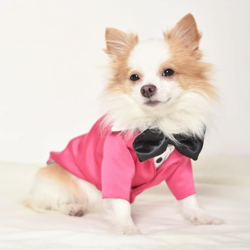 Custom Dog Clothes - Etsy