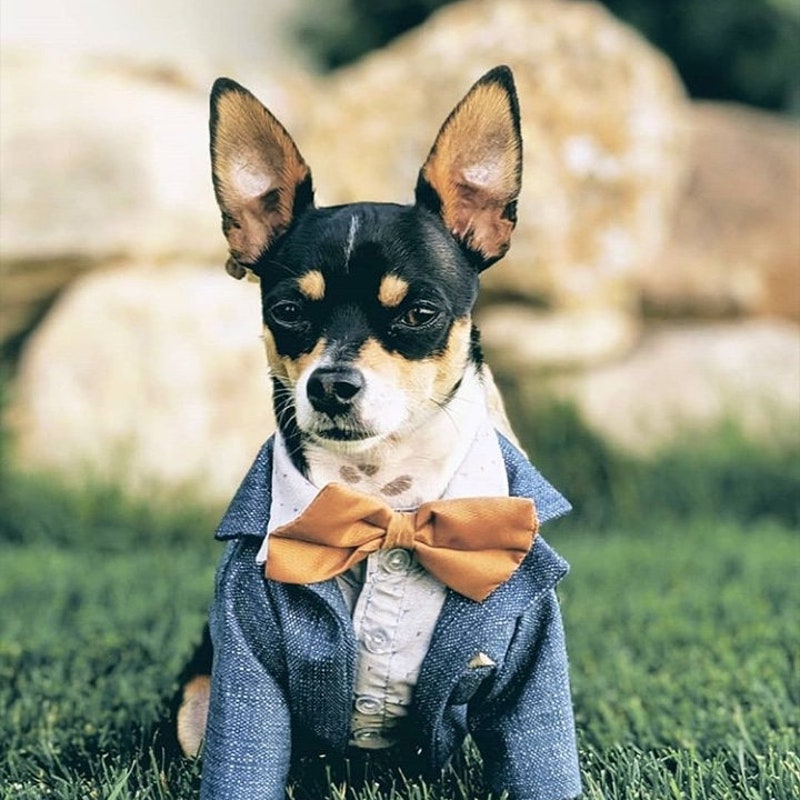 Designer Dog Clothes - Etsy