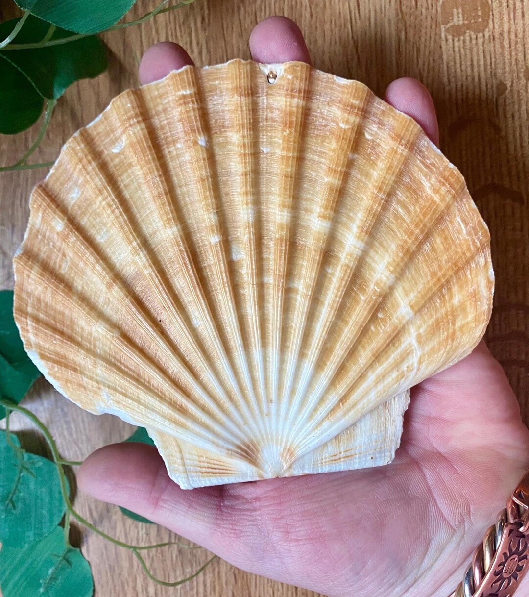 Large Flat Scallop Shell-large Shell-shell Collection - Etsy