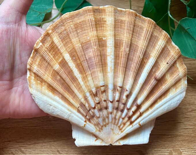 Large Flat Scallop Shell-large Shell-shell Collection - Etsy