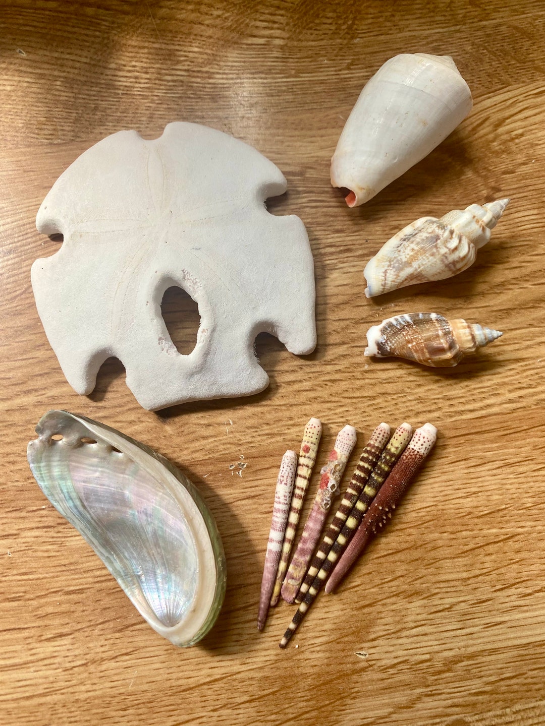 Sea Shell Sand Dollar Lot-keyhole Sand Dollar-ocean Lover Shell Lot ...