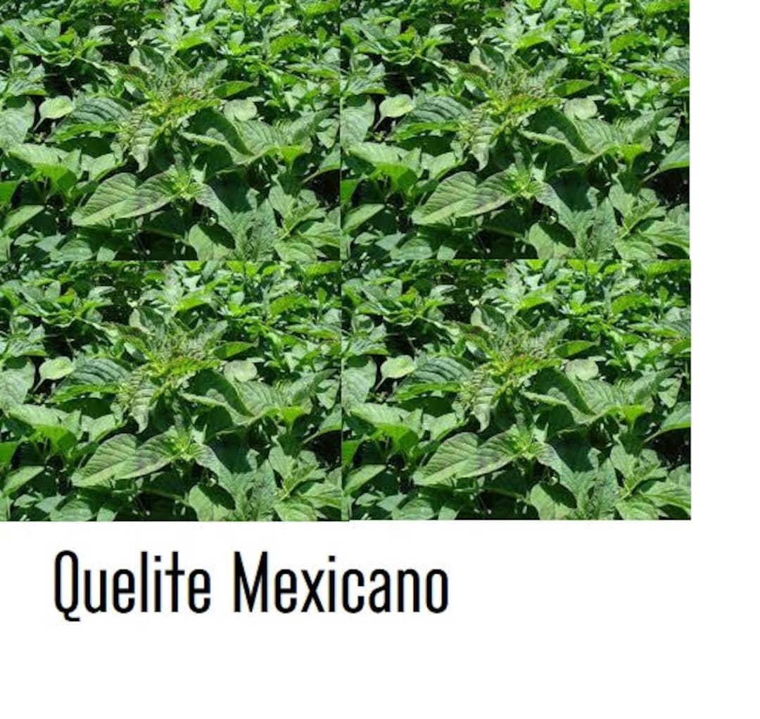 150 semillas quelite mexicano organico envio con paquete rasteable ...