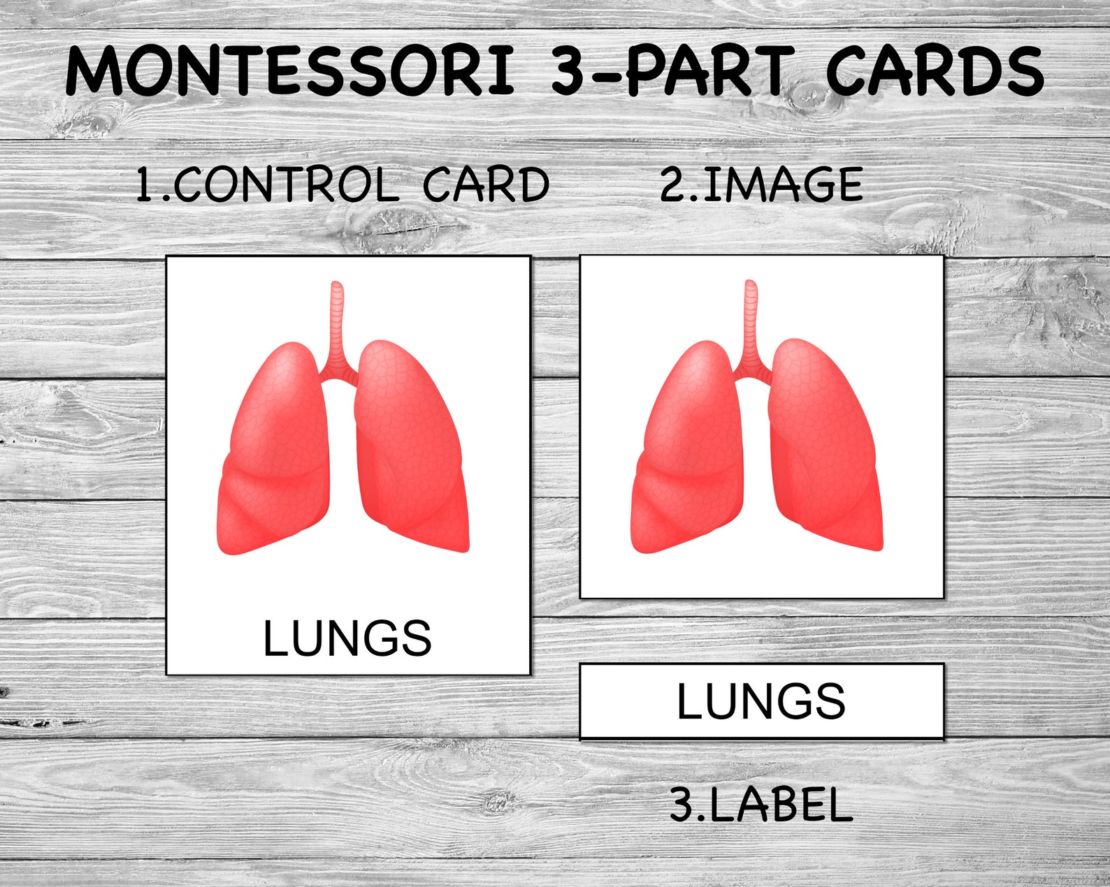 Human Organs Printable Montessori Cards Flash Cards Three | Etsy