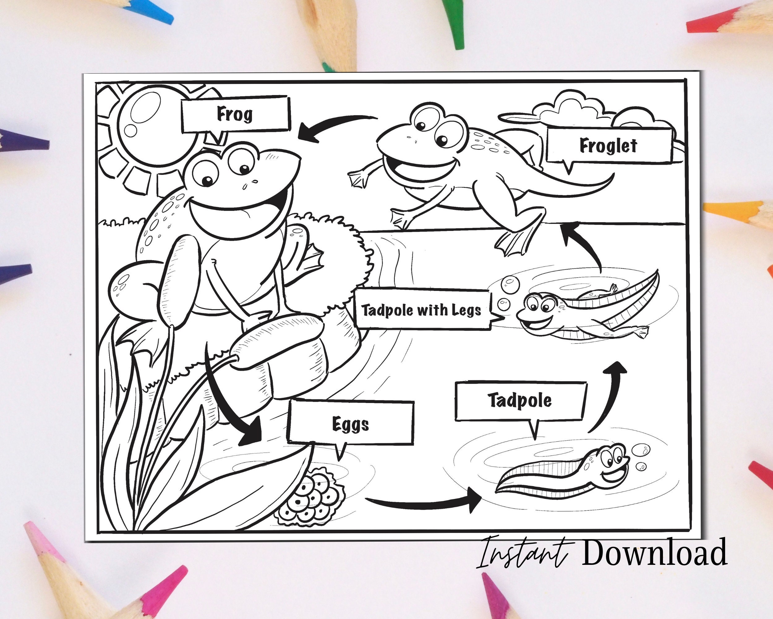 Frog Life Cycle Printable Coloring Page, Homeschool Activity Printables ...