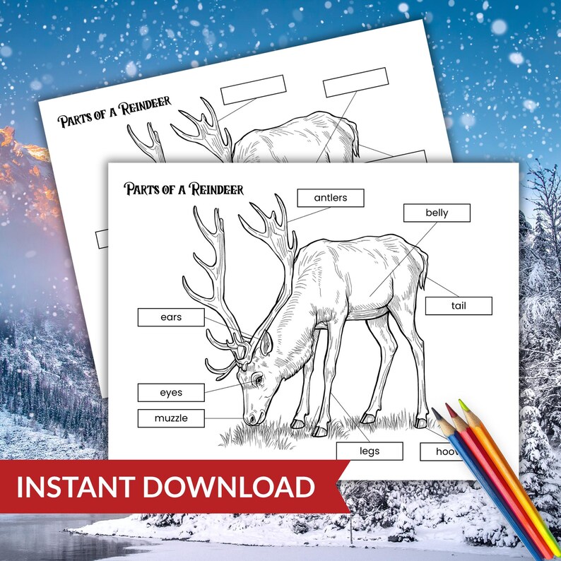 Reindeer Anatomy Coloring Page, Christmas Science STEM (PDF Printable ...