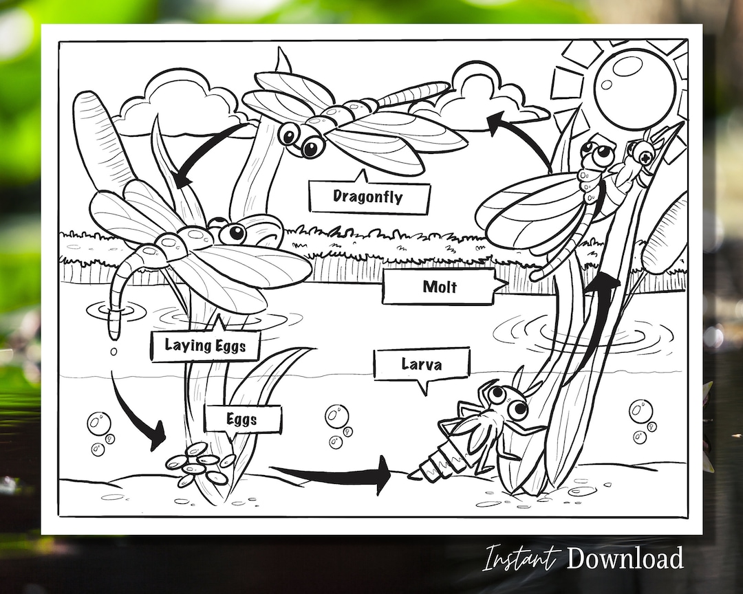 Dragonfly Life Cycle Printable Coloring Page, Preschool, Homeschool ...