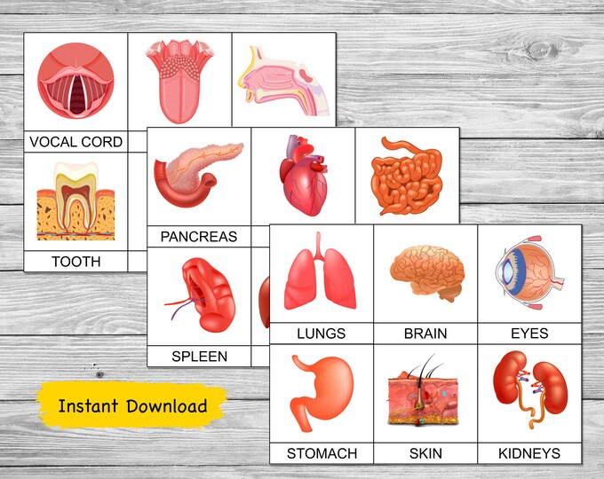 Human Organs 3-part Cards, Human Body , Nomenclature Cards, Human ...