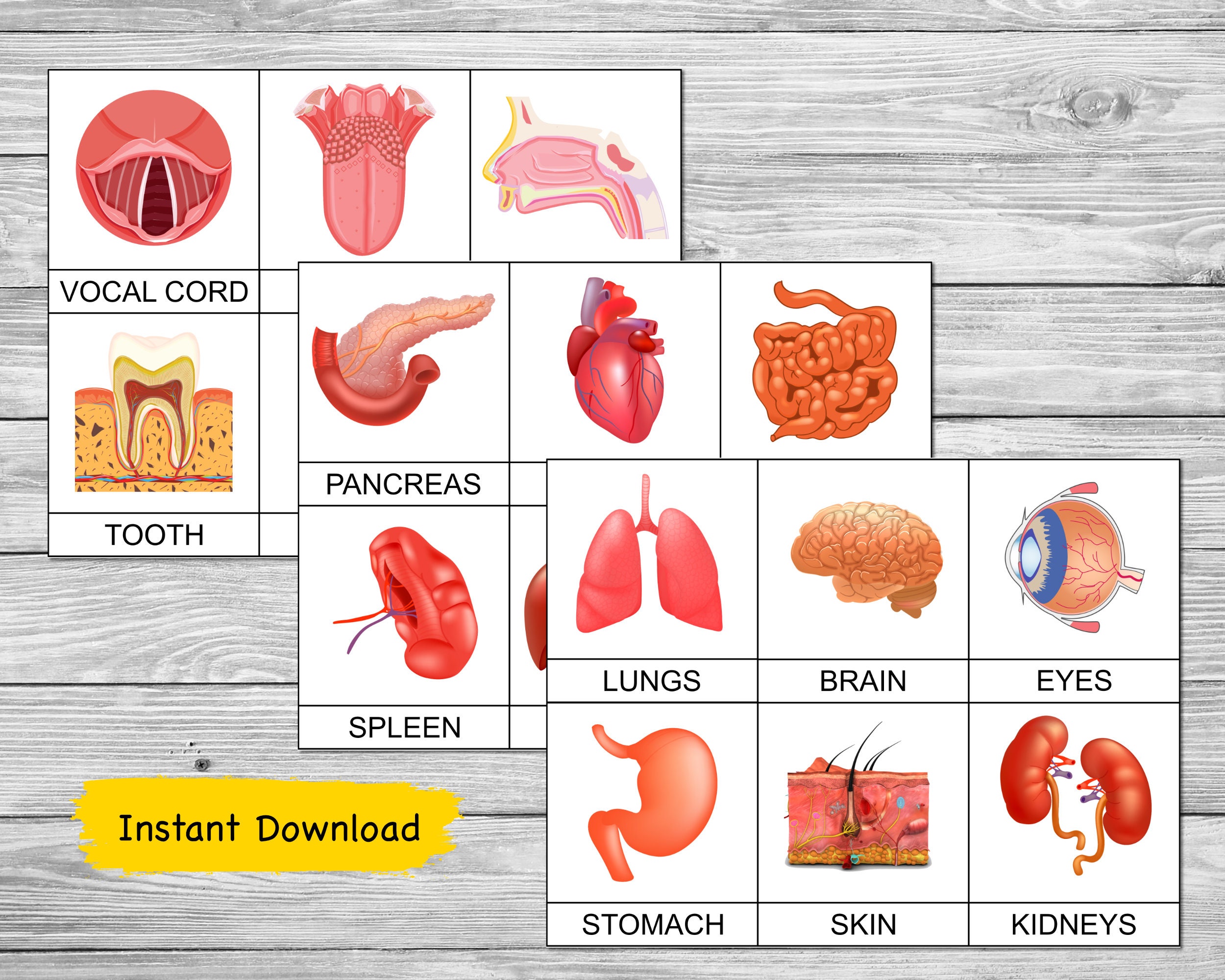 Human Organs Printable Montessori Cards, Flash Cards, Three Part ...