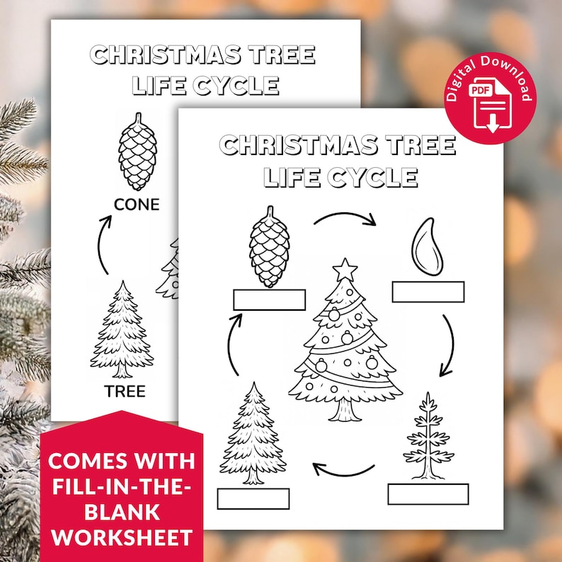 Christmas Tree Life Cycle Coloring Page, Holiday Science Worksheet for ...