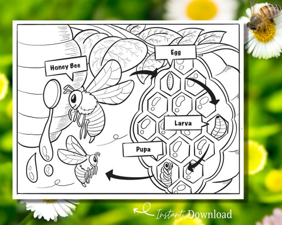 Life Cycle of Bee Coloring Page Honey Bees Life Cycle | Etsy