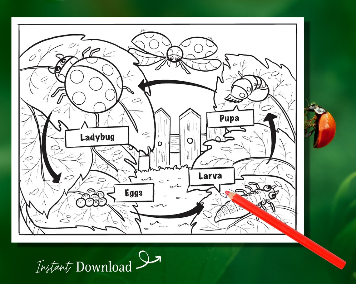 Life Cycle of Ladybug Printable Coloring Page, Insect Coloring Sheet ...