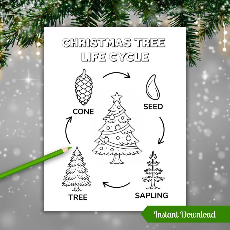 Christmas Tree Life Cycle Coloring Page, Holiday Science Worksheet for ...