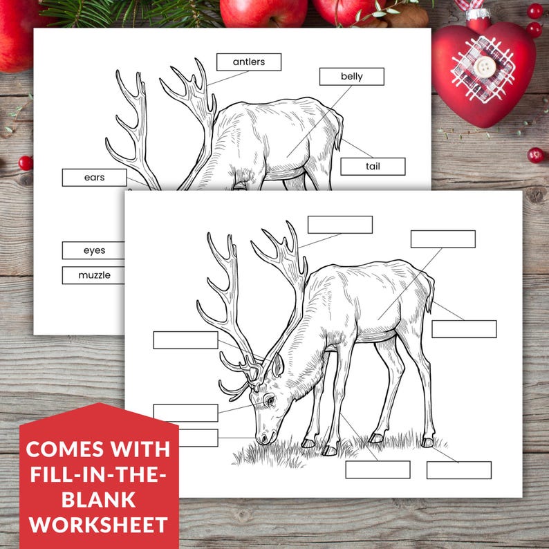 Parts of a Reindeer Coloring Page, Christmas Science Worksheet ...