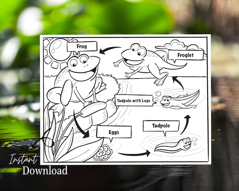 Frog Life Cycle Printable Coloring Page, Homeschool Activity Printables ...