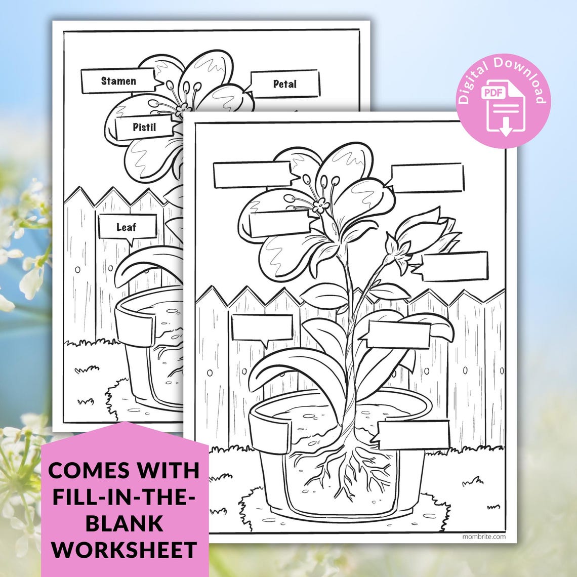 Parts of a Flower Printable Coloring Page, Flower Coloring Page ...