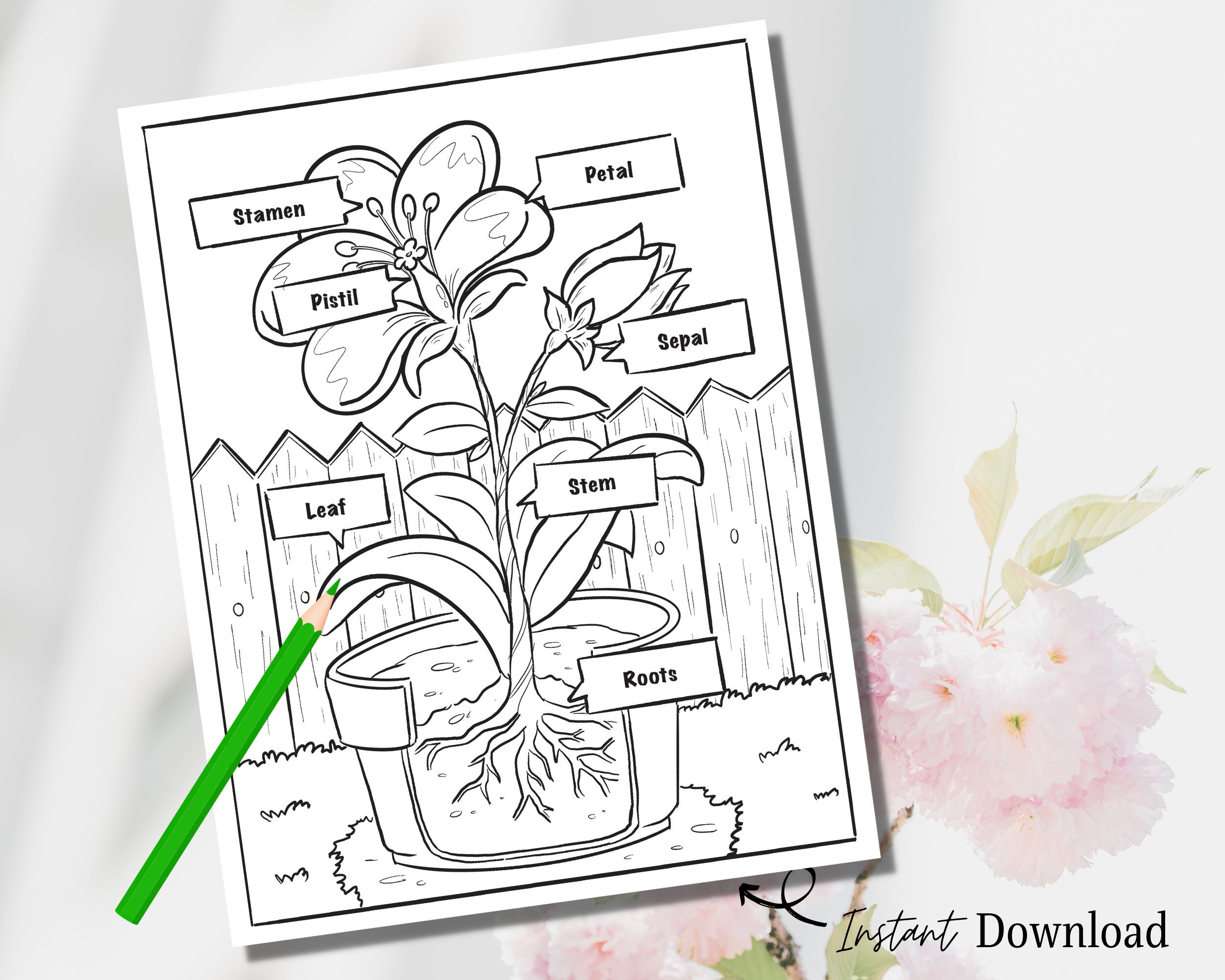 Parts of a Flower Printable Coloring Page, Flower Coloring Page ...