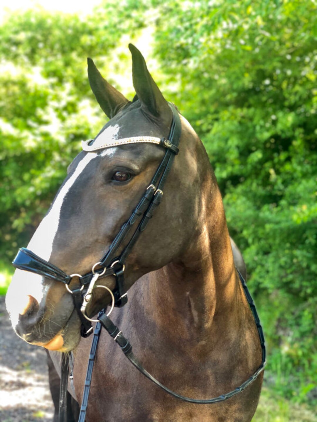 Volte Double Drop Bridle Evo Equine - Etsy