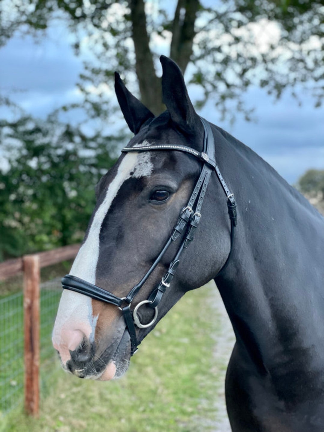 Denotae Rolled Single Drop Bridle Evo Equine - Etsy