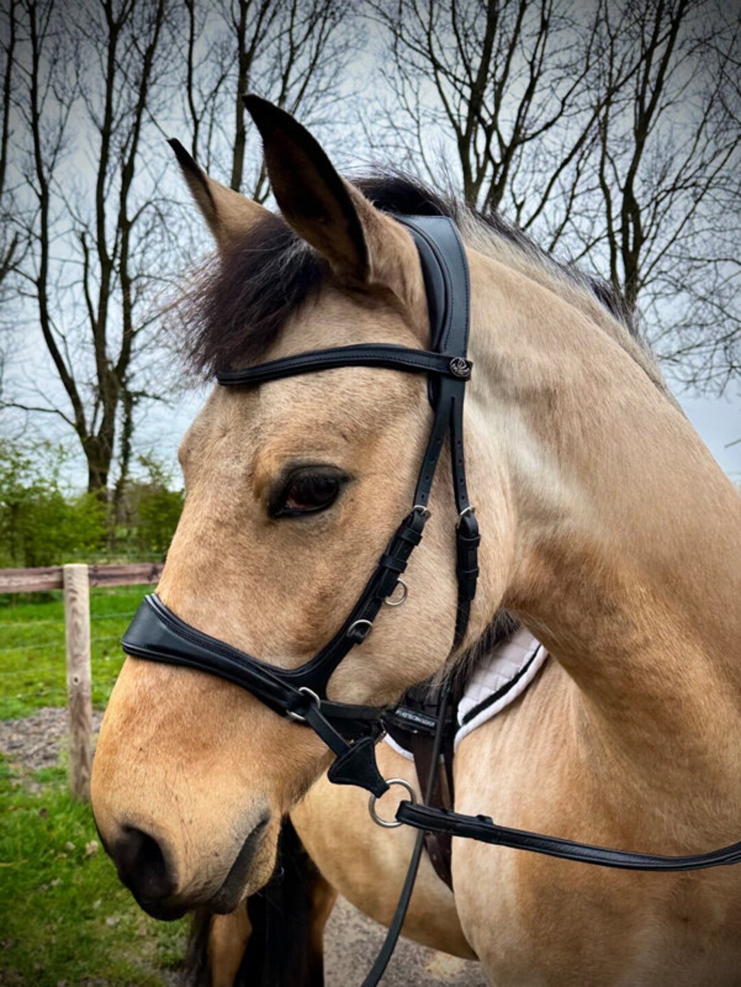 Easy Ride Bitless / Bitted Leather 4-way Bridle Evo Equine - Etsy