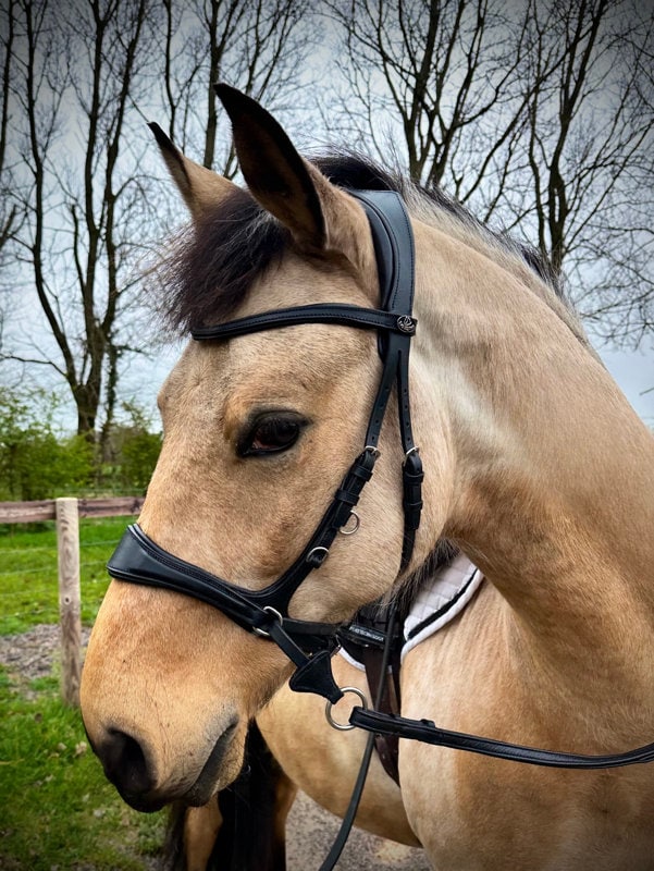 Easy Ride Bitless / Bitted Leather 4-way Bridle Evo Equine - Etsy