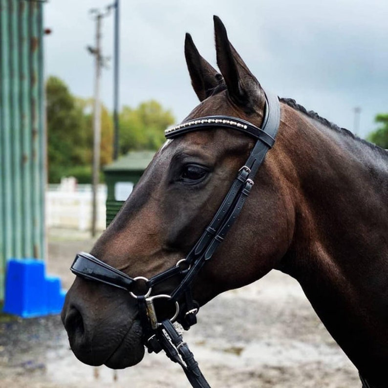 Volte Double Drop Bridle Evo Equine - Etsy
