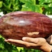 Very Beautiful Huge 265MM Red Strawberry Quartz Stone Crystal - Etsy