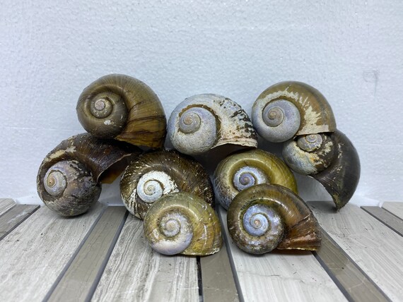 Apple Snail Shells for terrariums arts crafts fish tanks air | Etsy