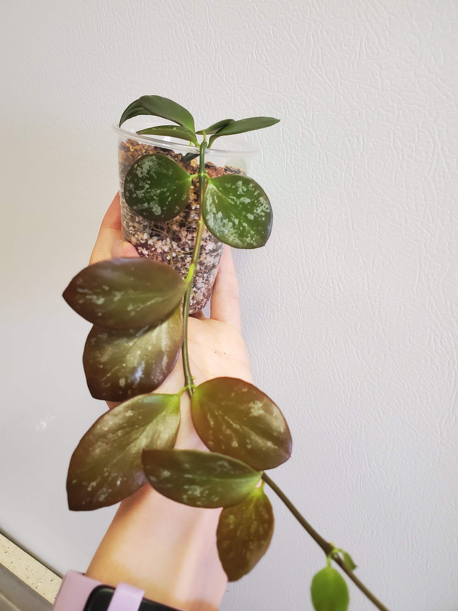 Hoya Collina IR-26 290 - Etsy