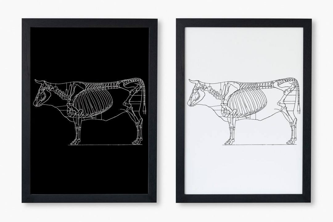 Set of 2, Cow Anatomy Poster, Veterinary Poster, Butcher Print, Cattle ...
