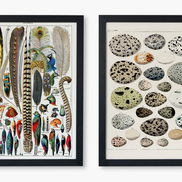 Feather Poster - Etsy