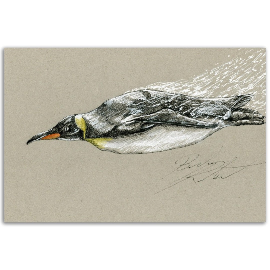 Penguin Colored, Pen and Ink Print, Hand Drawn Animal Art, Vintage ...