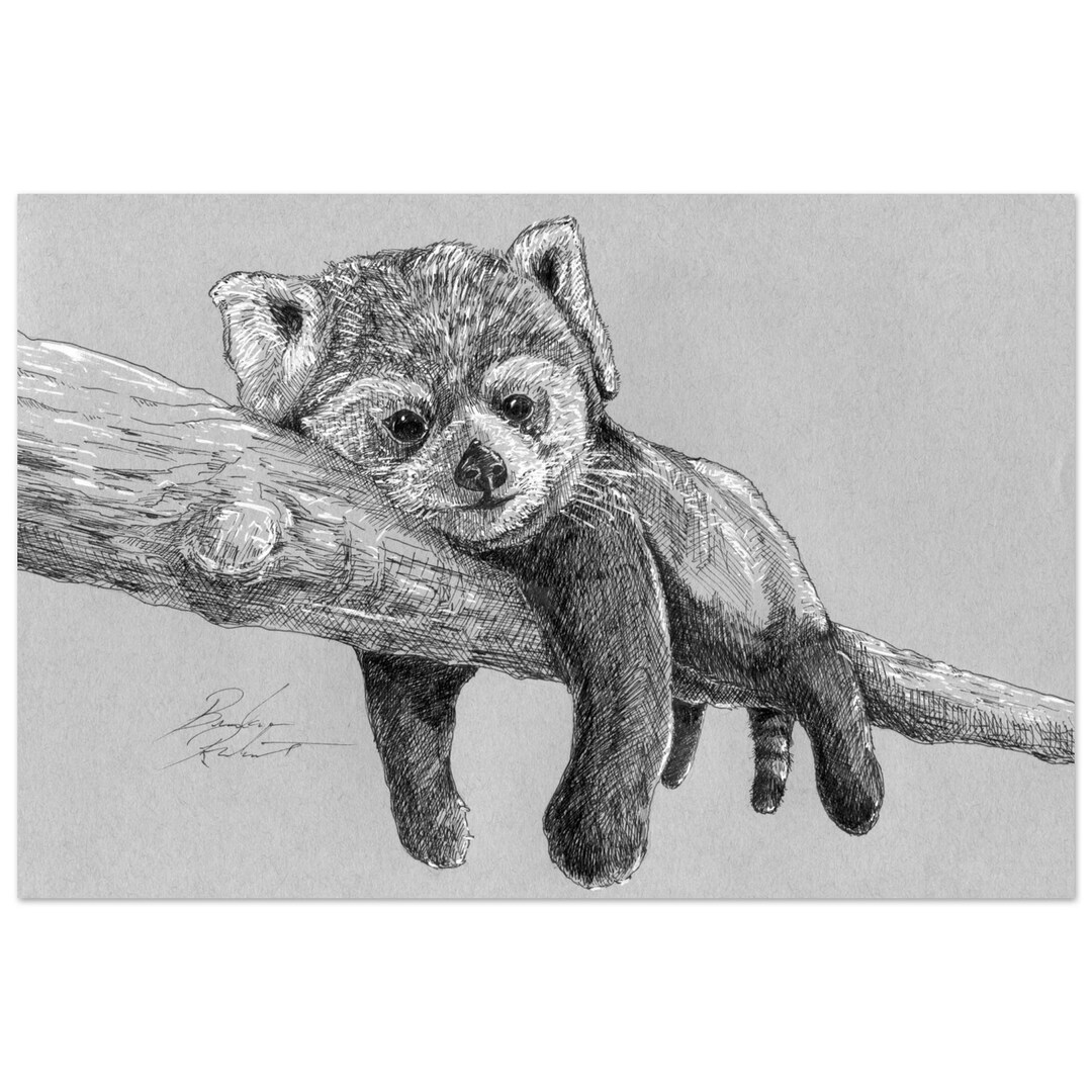 Red Panda, Pen and Ink Print, Hand Drawn Animal Art, Black and White ...