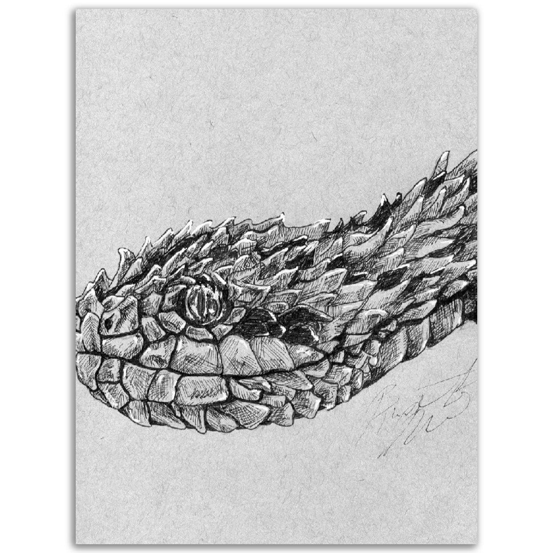 Viper, Pen and Ink Print, Hand Drawn Animal Art, Black and White ...