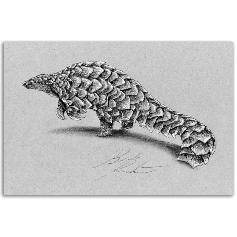 Pangolin, Pen and Ink Print, Hand Drawn Animal Art, Black and White ...