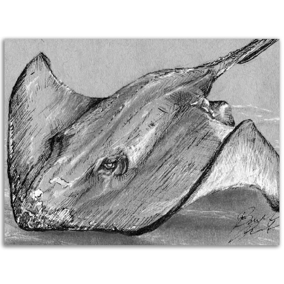 How To Draw A Realistic Stingray