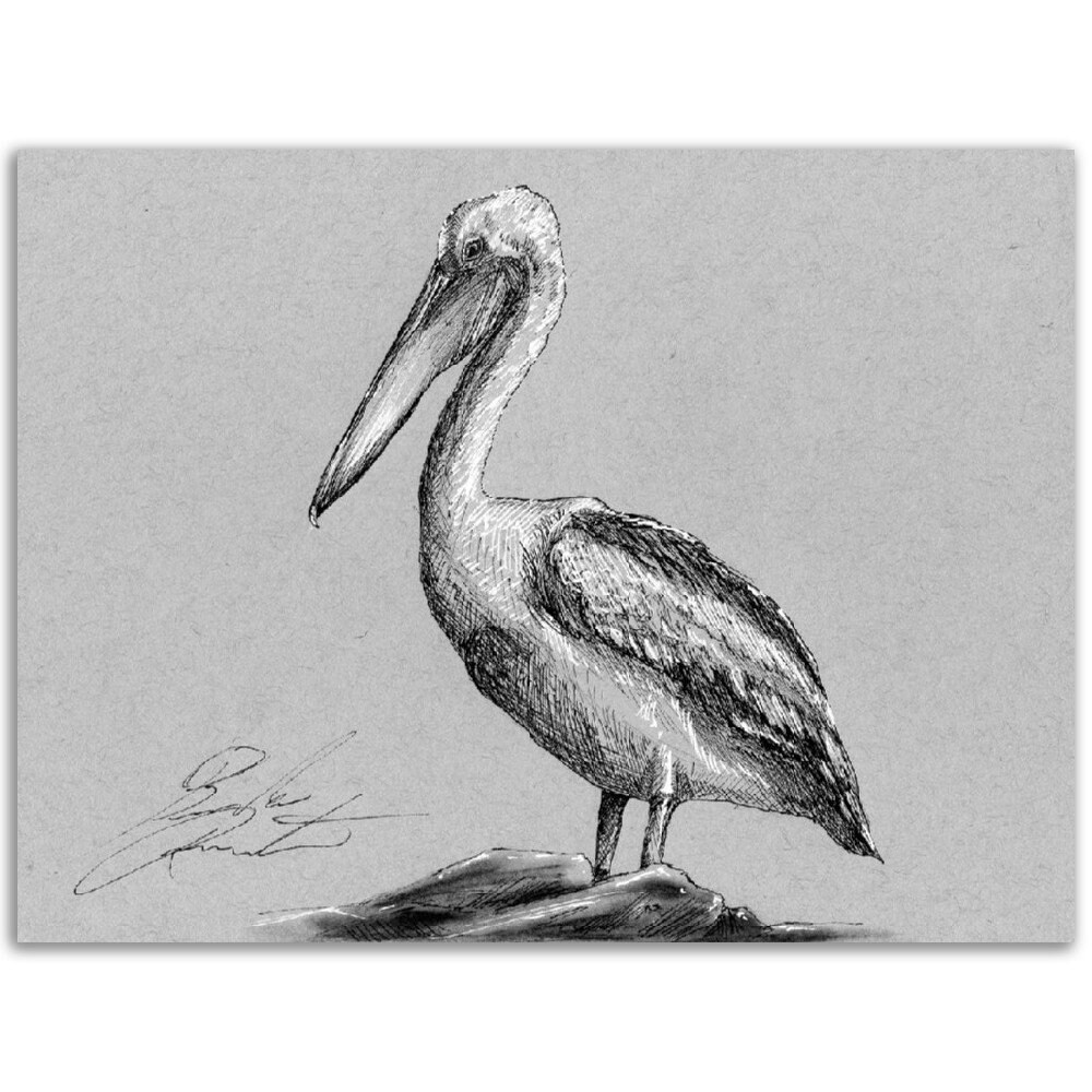 Pelican, Pen and Ink Print, Hand Drawn Animal Art, Black and White ...