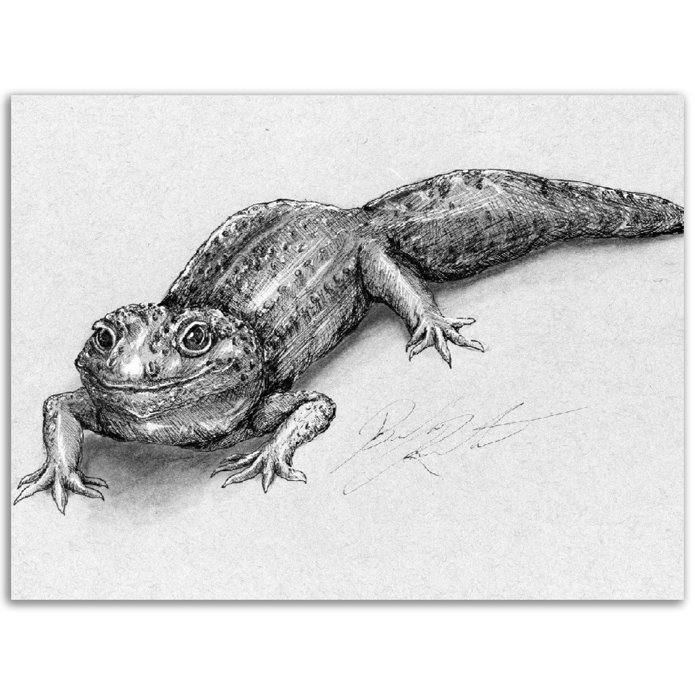 Gecko, Pen and Ink Print, Hand Drawn Animal Art, Black and White ...