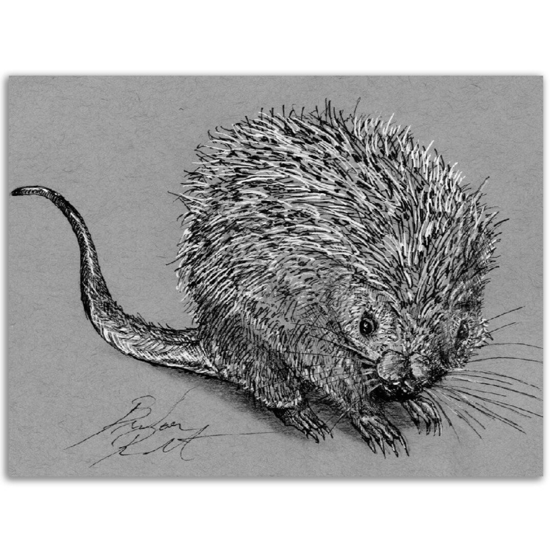 Porcupine, Pen and Ink Print, Hand Drawn Animal Art, Black and White ...