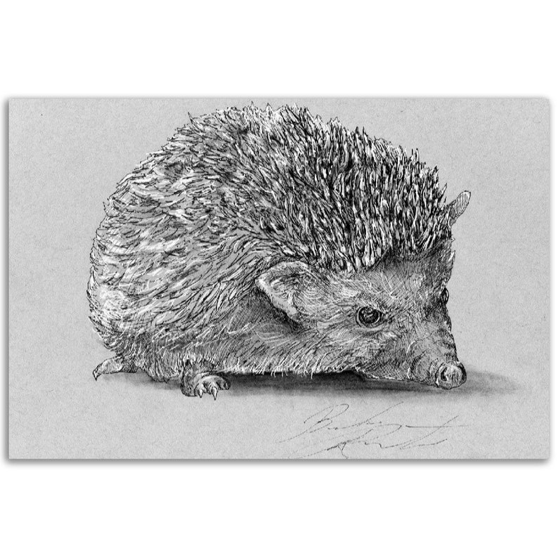 Hedgehog, Pen and Ink Print, Hand Drawn Animal Art, Black and White ...