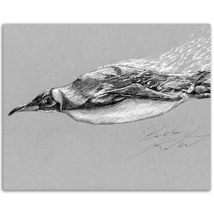 Penguin, Pen and Ink Print, Hand Drawn Animal Art, Black and White ...