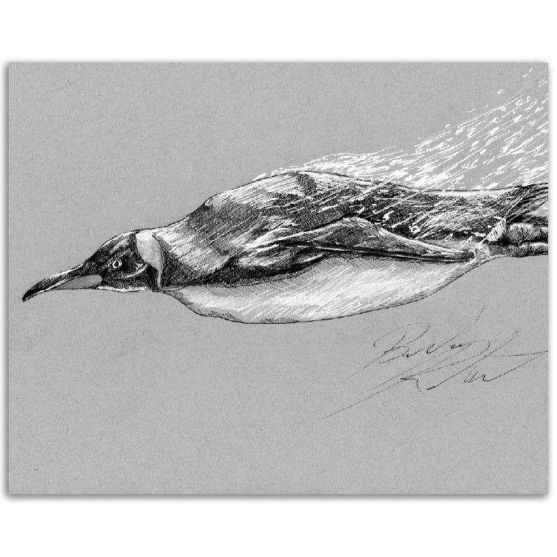 Penguin, Pen and Ink Print, Hand Drawn Animal Art, Black and White ...