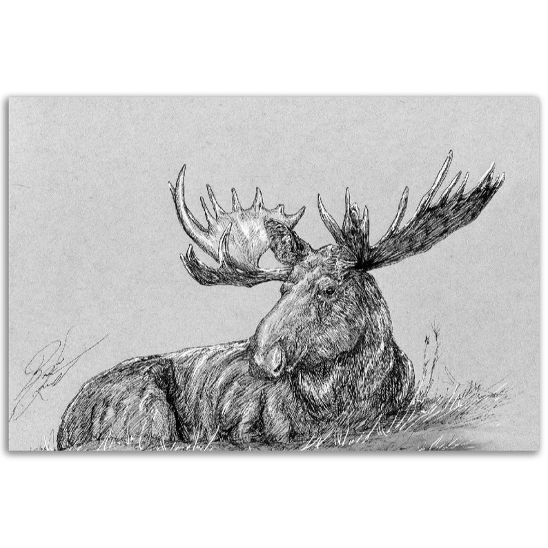 Moose, Pen and Ink Print, Hand Drawn Animal Art, Black and White ...