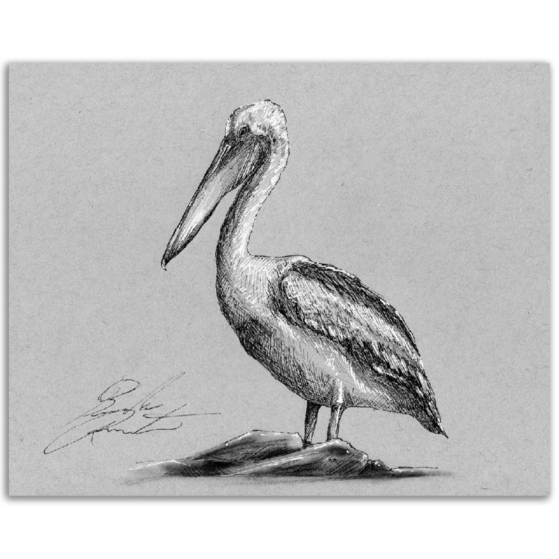 Pelican, Pen and Ink Print, Hand Drawn Animal Art, Black and White ...