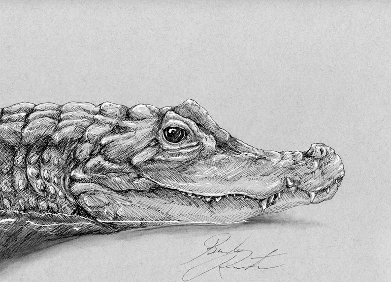 Crocodile, Pen and Ink Print, Hand Drawn Animal Art, Black and White ...