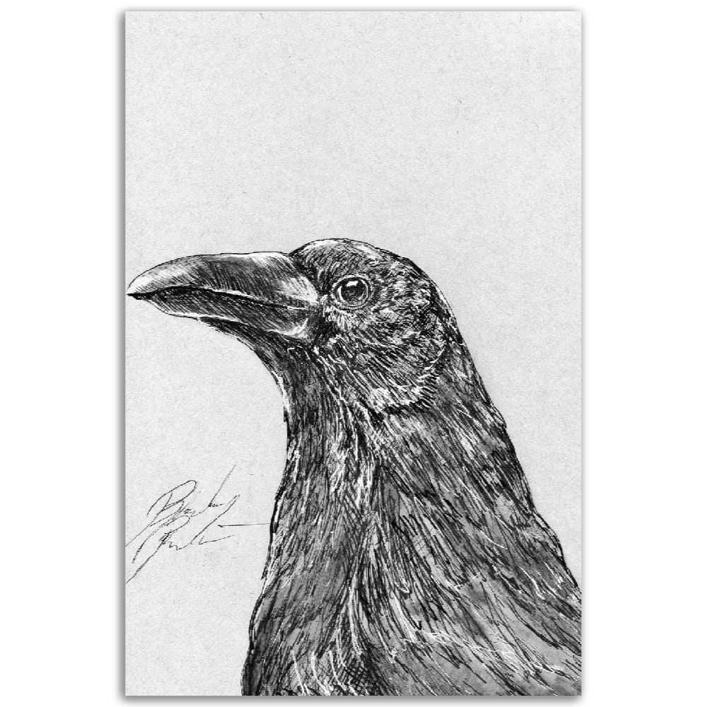 Raven, Pen and Ink Print, Hand Drawn Animal Art, Black and White ...